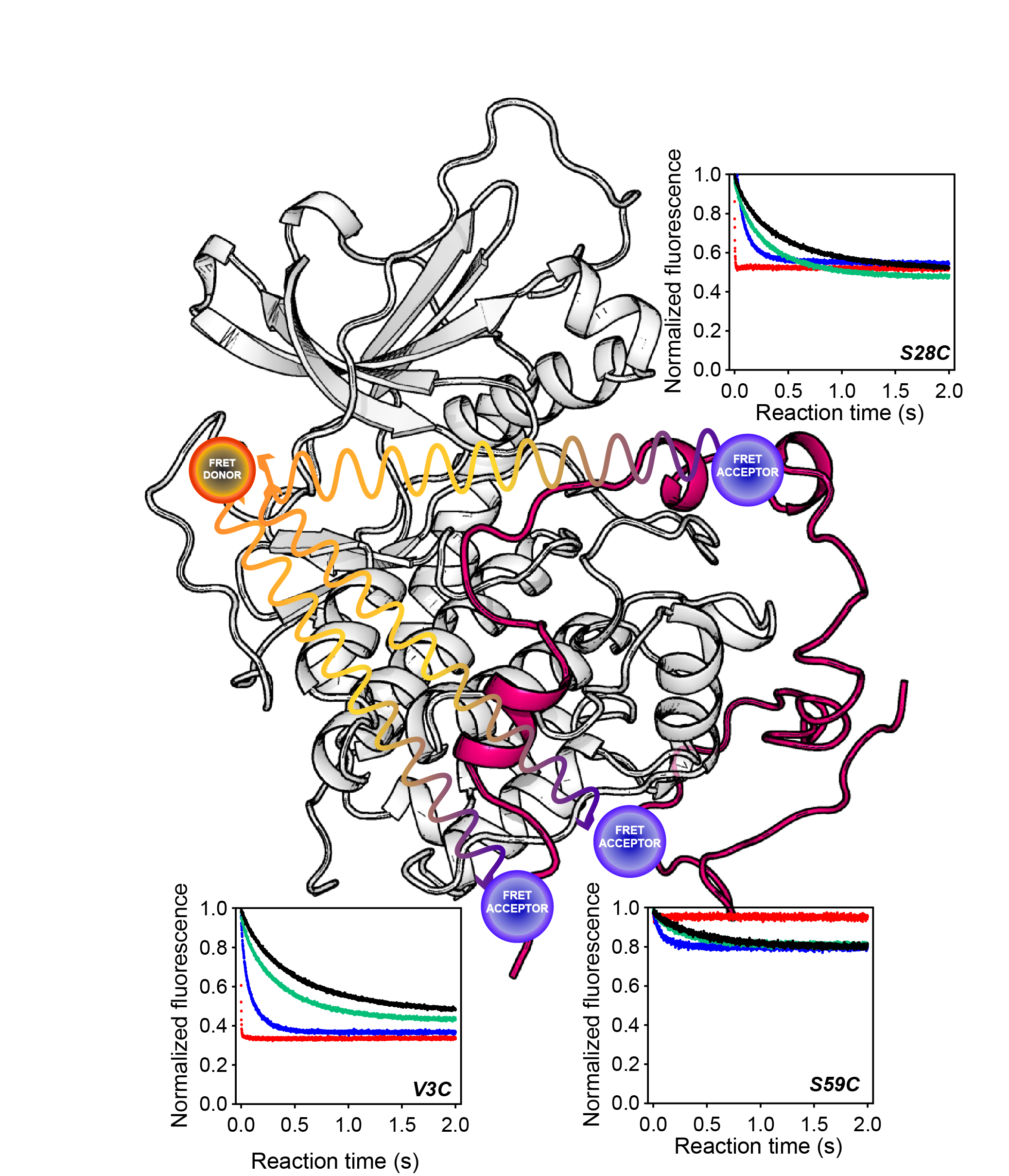 Analysis of the kinetics of binding of Protein Kinase A Inhibitor alpha ...